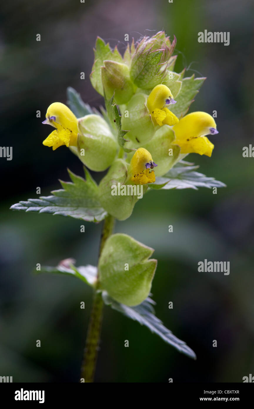 Yellow Rattle, Rhinanthus minor, flowers Stock Photo - Alamy