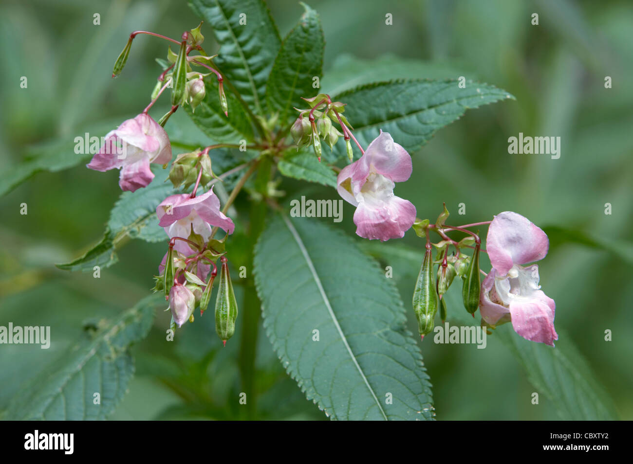 Indian or Himalayan Balsam, Impatiens glandulifera, flowers Stock Photo ...