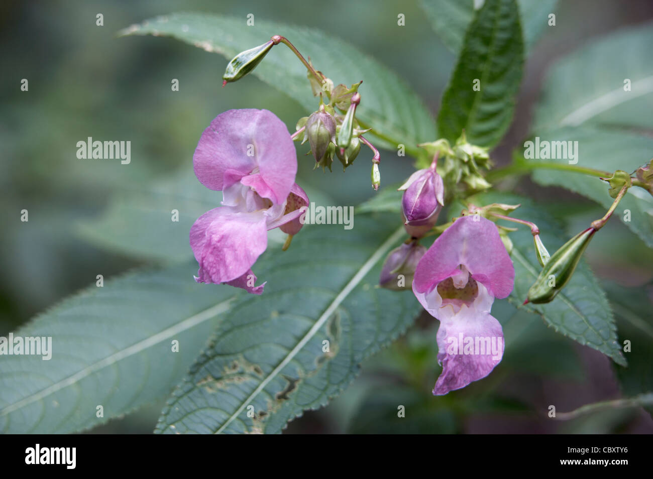 Indian or Himalayan Balsam, Impatiens glandulifera, flowers Stock Photo ...