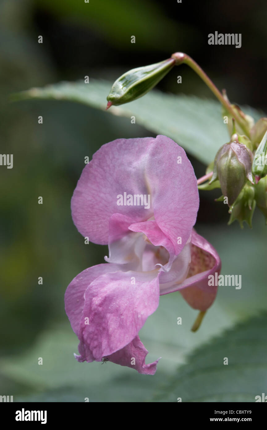 Indian or Himalayan Balsam, Impatiens glandulifera, flowers Stock Photo ...