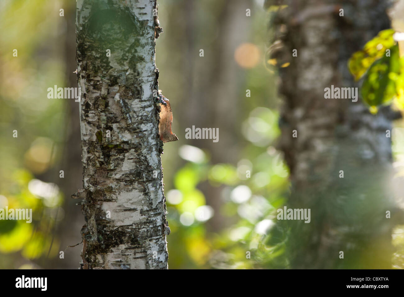 Bark peeling from tree hi-res stock photography and images - Alamy