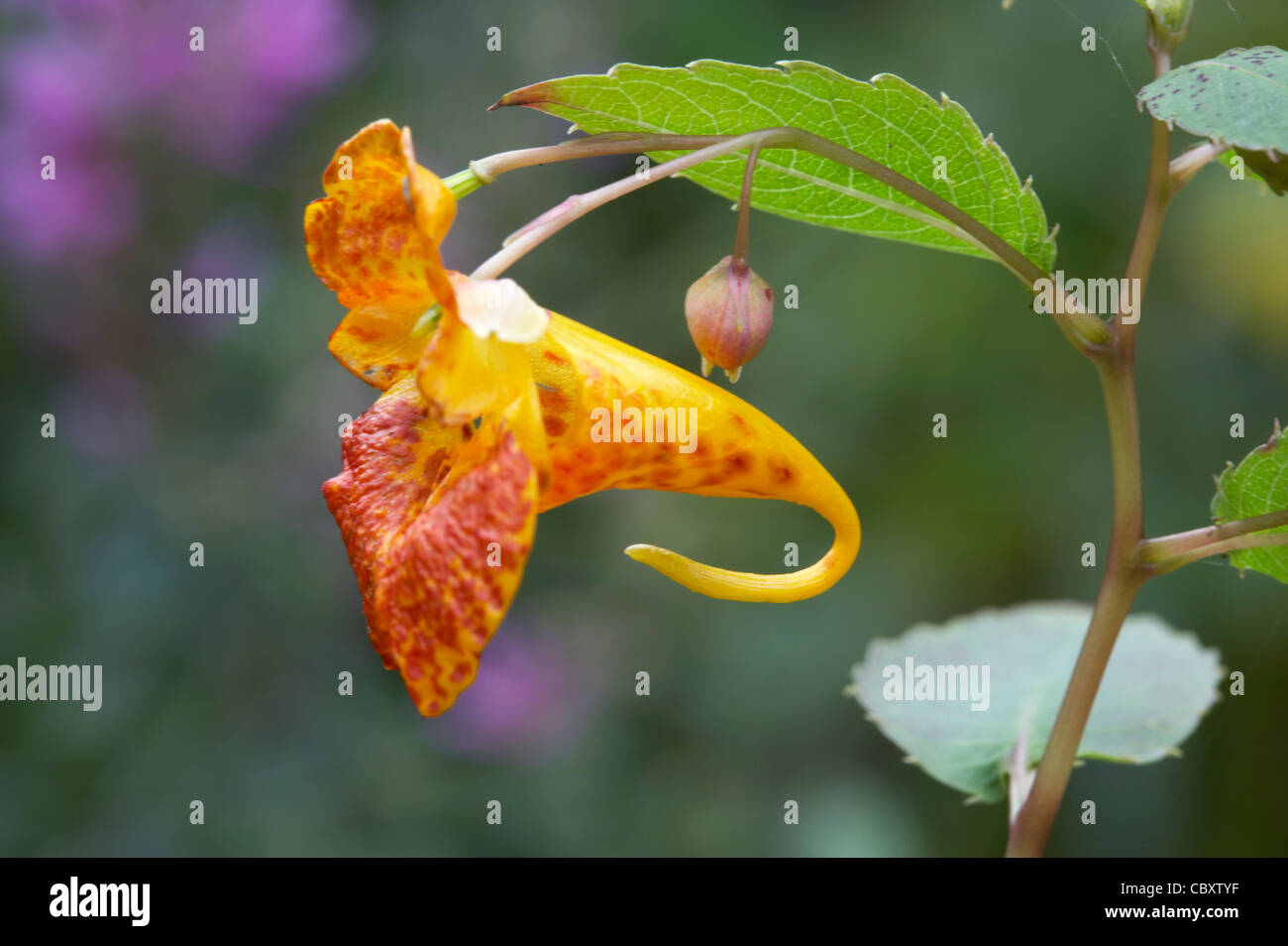Orange balsam impatiens capensis flowers hi-res stock photography and ...