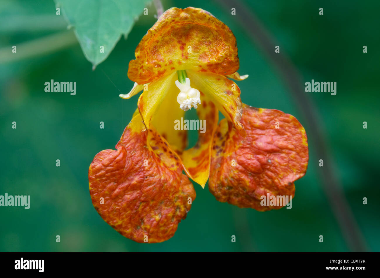 Orange balsam impatiens capensis flowers hi-res stock photography and ...