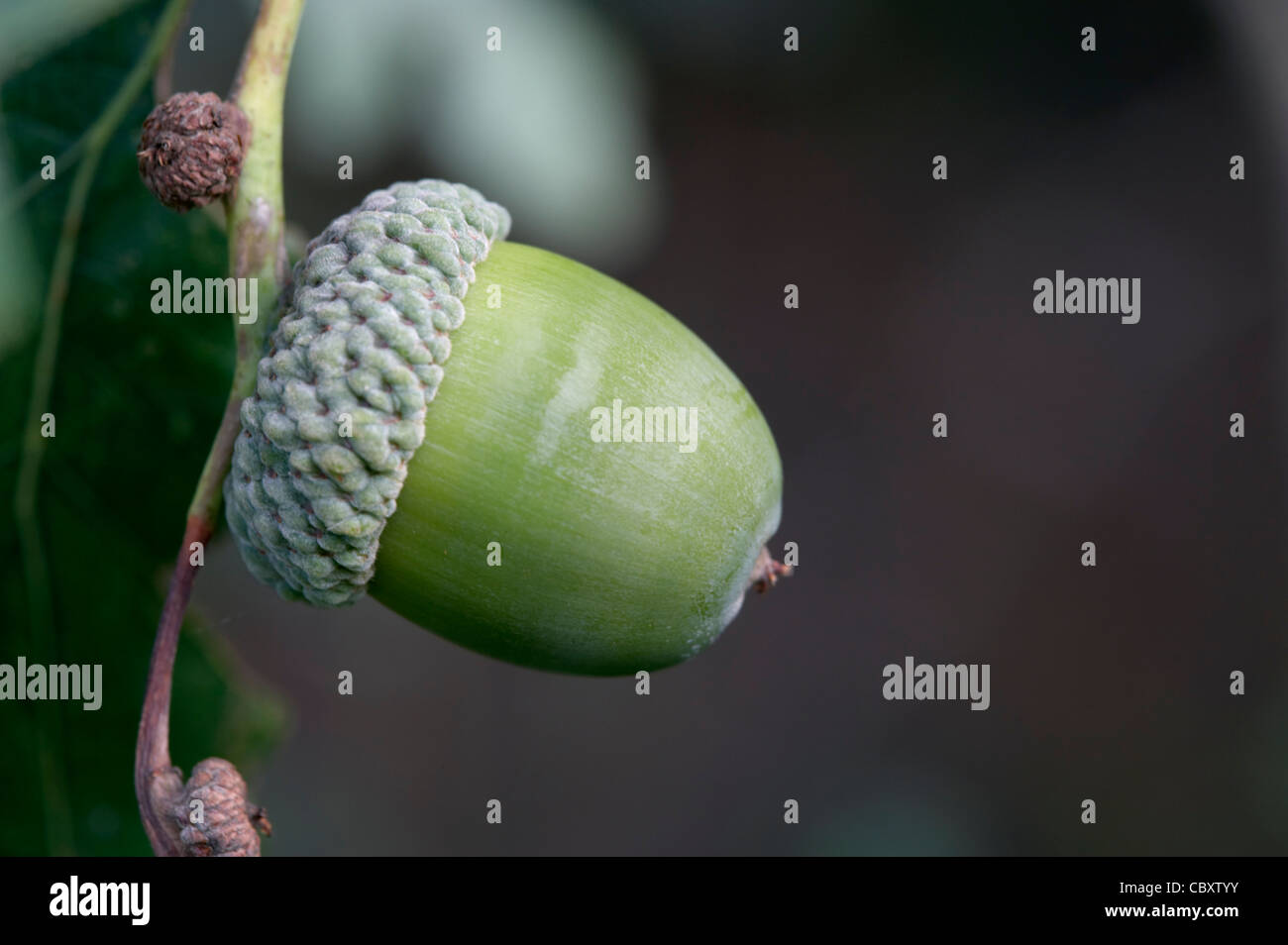 Forming seedheads hi-res stock photography and images - Alamy