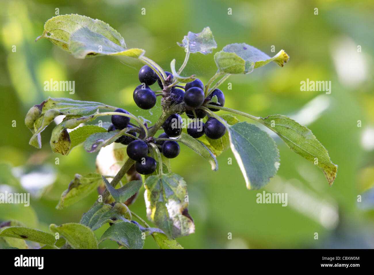 Buckthorn, Rhamnus cathartica, fruits Stock Photo - Alamy
