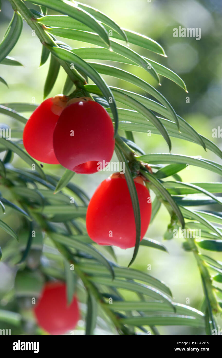 Yew tree, Taxus baccata, berries Stock Photo - Alamy