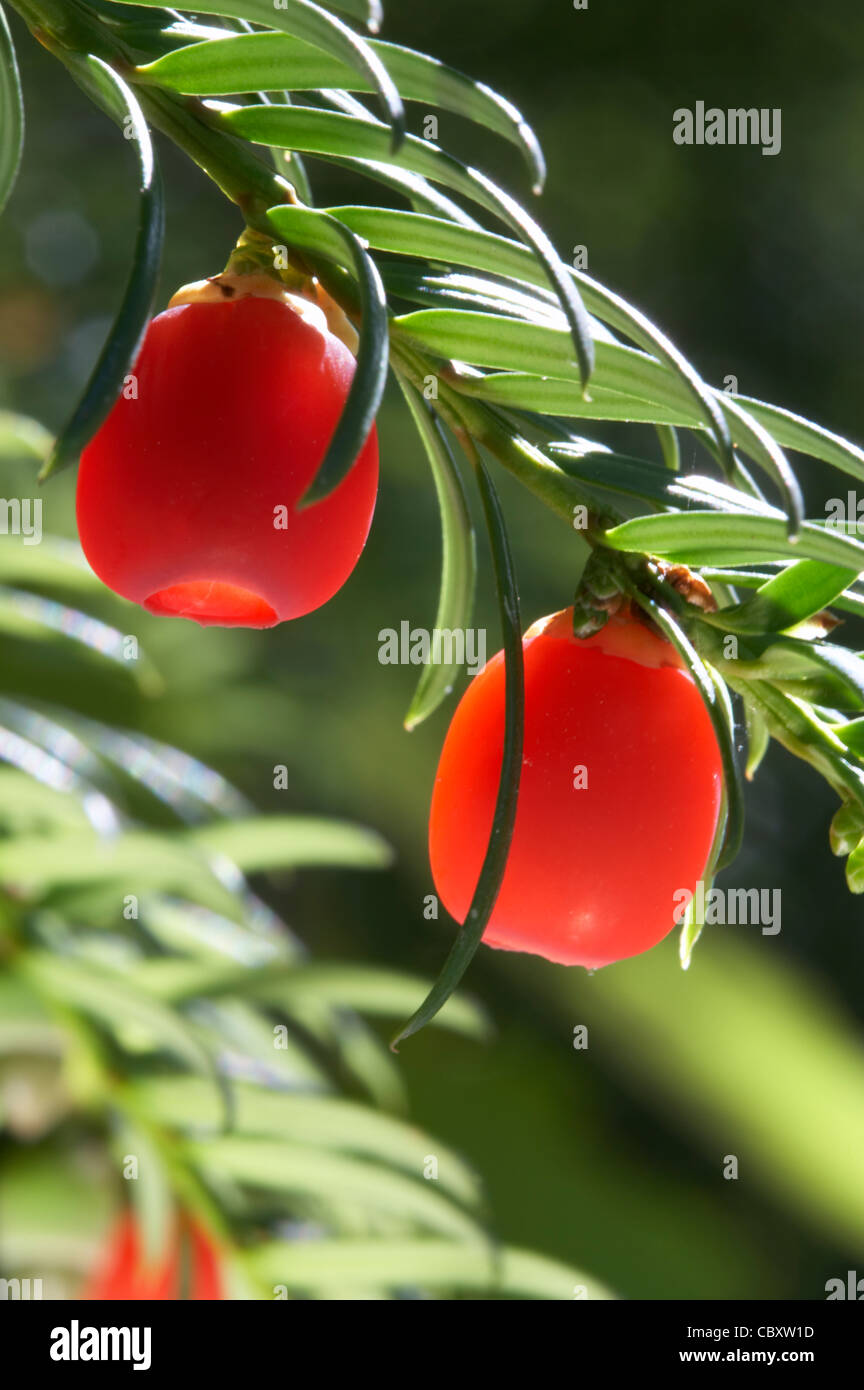 Yew tree, Taxus baccata, berries Stock Photo - Alamy