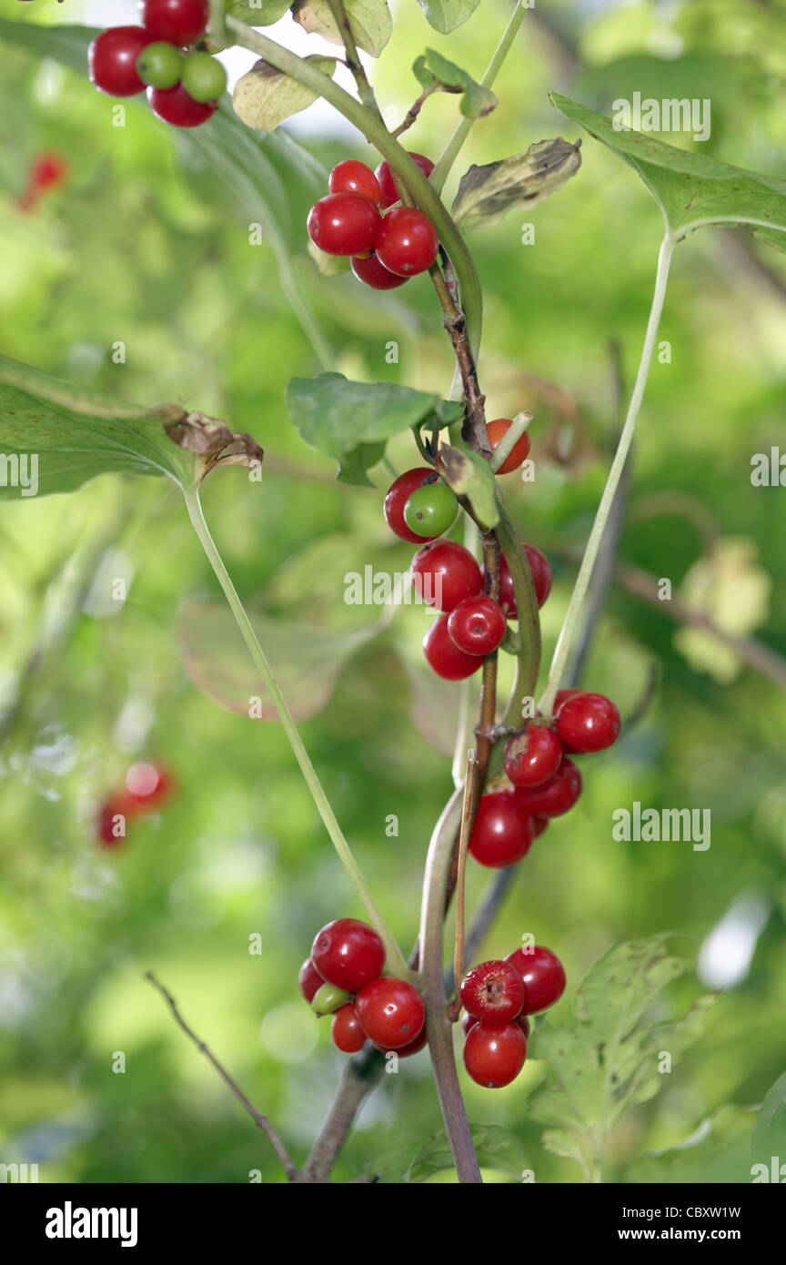 Black Bryony berries, Tamus communis Stock Photo - Alamy