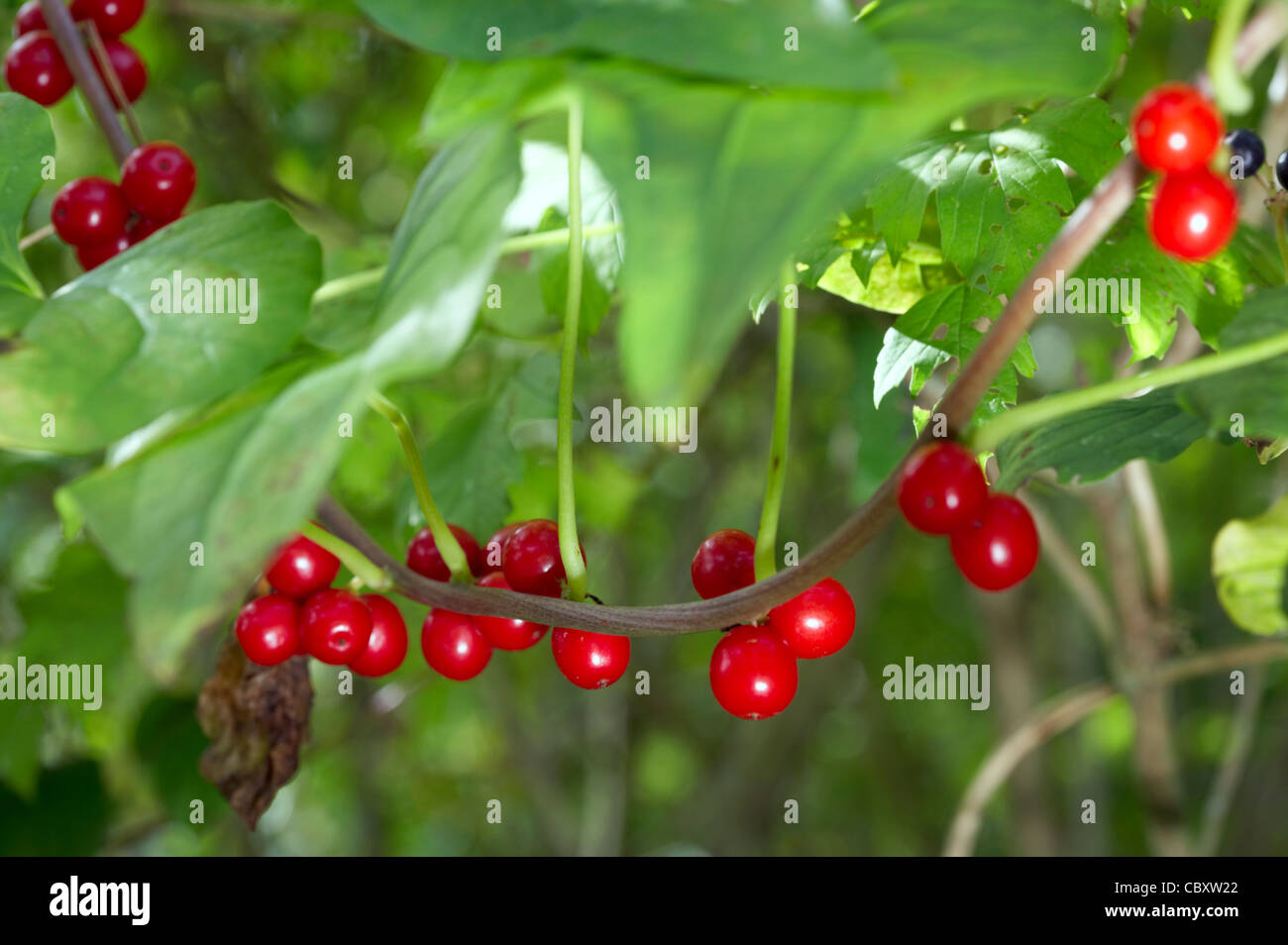 Black bryony berries hi-res stock photography and images - Alamy