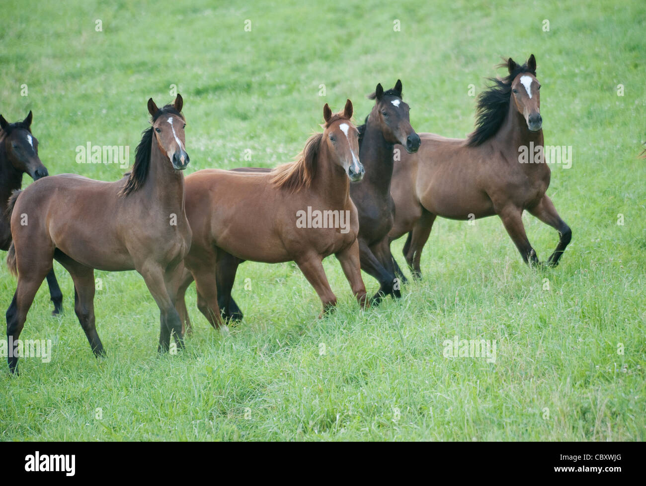 Yearling thoroughbred hi-res stock photography and images - Alamy