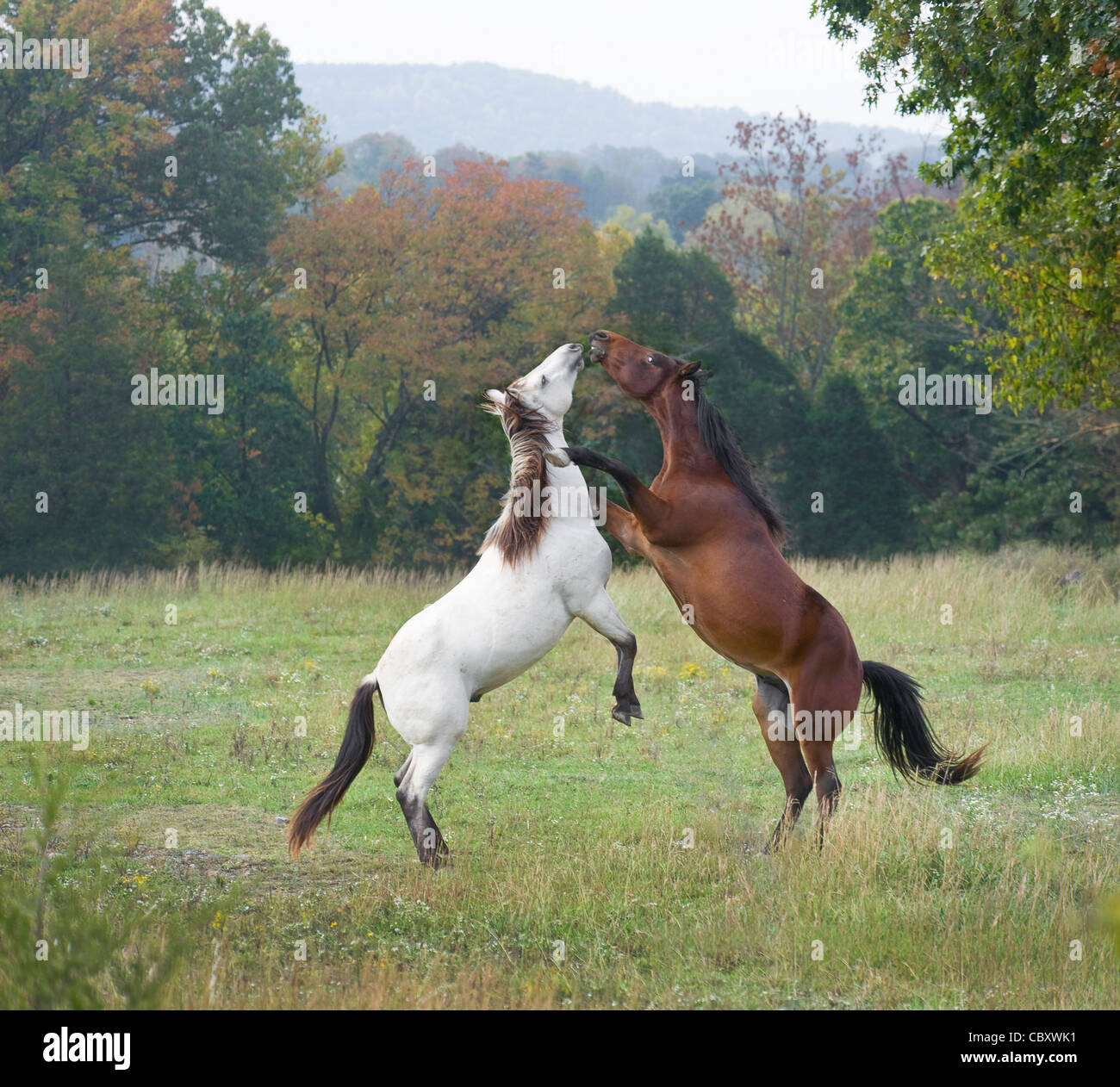 Rearing horses hi-res stock photography and images - Alamy