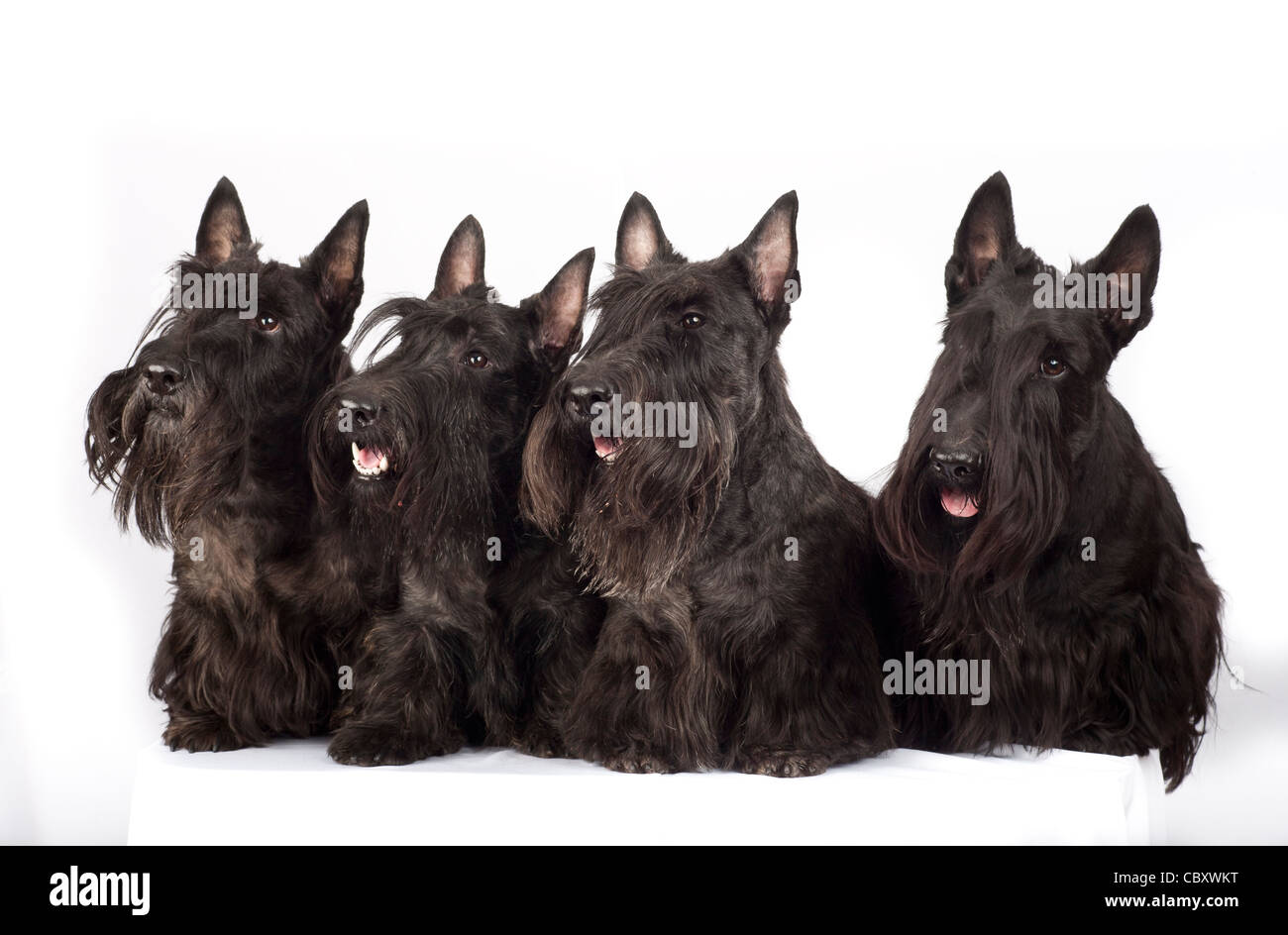Scottish terrier hi-res stock photography and images - Alamy