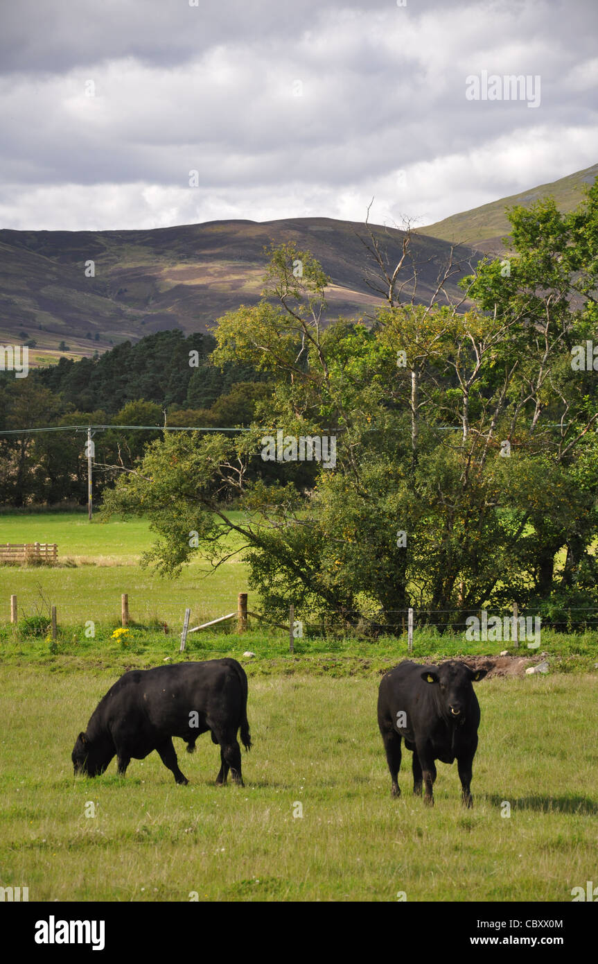 Royal Deeside landscape, Scotland, Autumn, Tarland, Aboyne, Ballater ...
