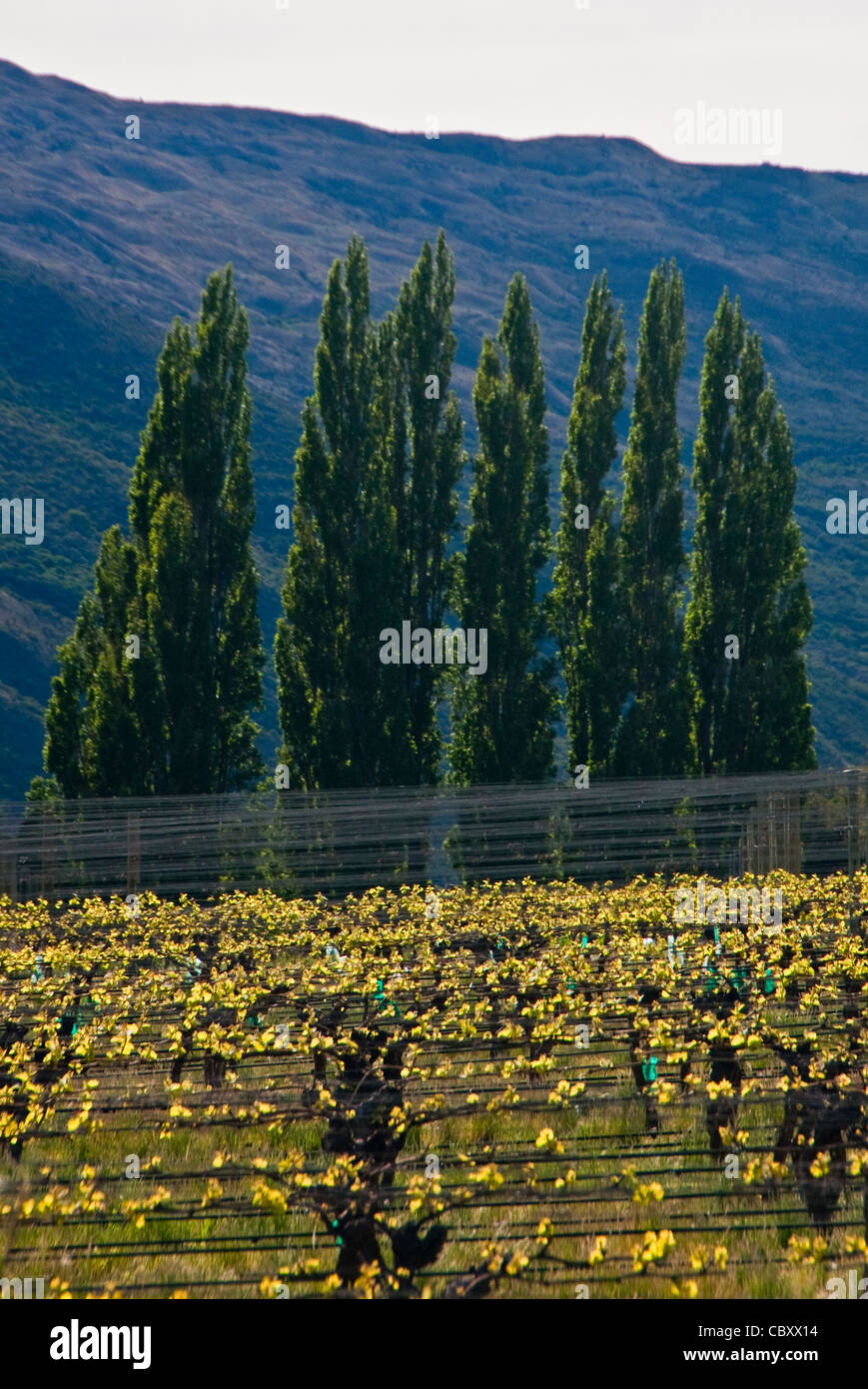 Vineyard at Gibbston Valley Winery near Queenstown, New Zealand Stock ...