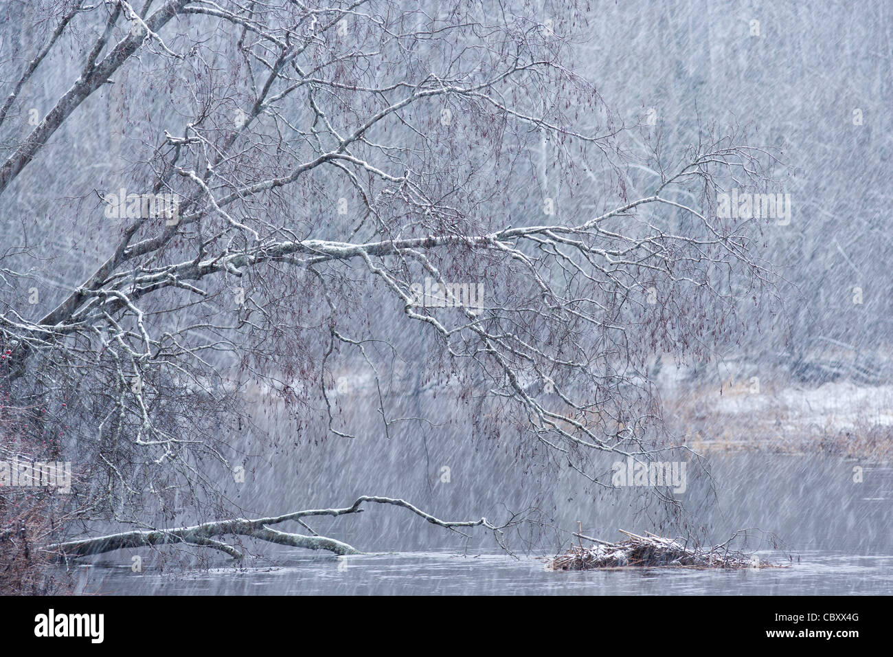 River in snowfall Stock Photo - Alamy