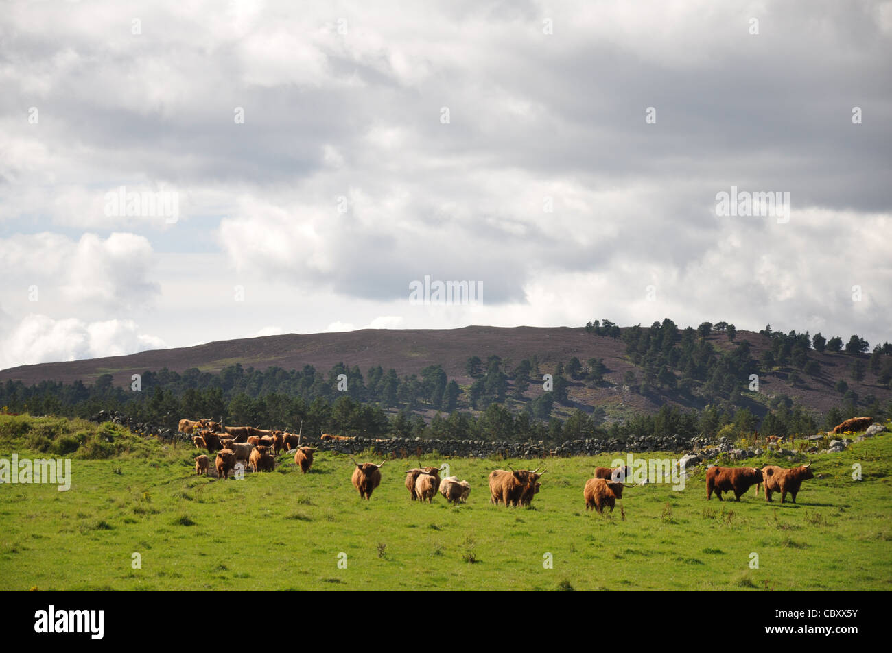 Highland Bull at work Stock Photo - Alamy