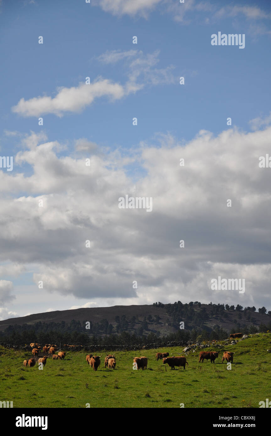 Highland Bull at work Stock Photo - Alamy