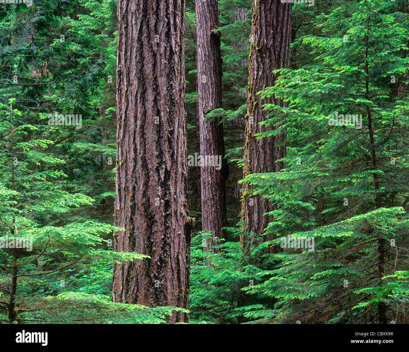 Douglas fir western hemlock trees hi-res stock photography and images ...