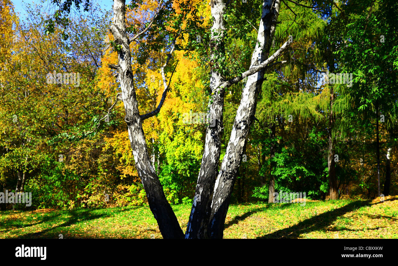 Forest, autumn. Group of trees and bushes Stock Photo - Alamy