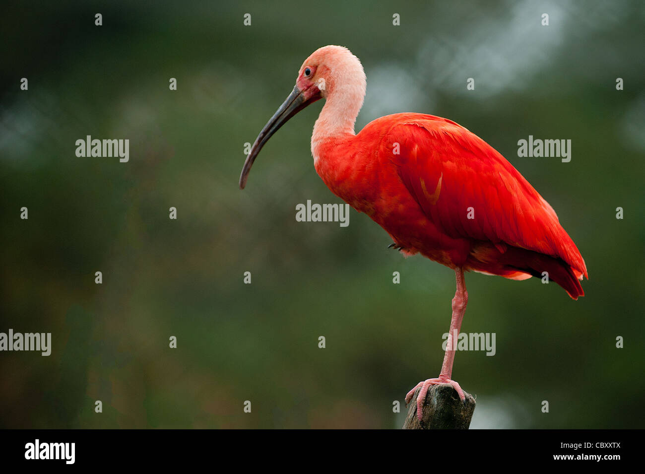 Red ibis against green background Stock Photo - Alamy