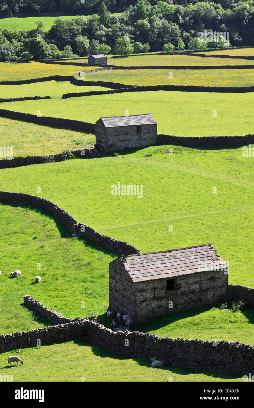 Three barns in hay meadows near Gunnerside in the Yorkshire Dales ...