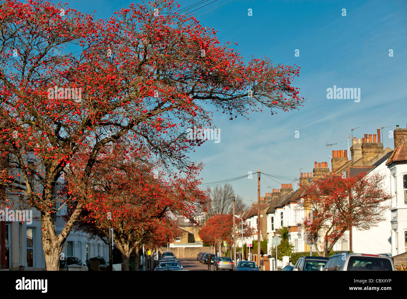 Pretty street in autumn colours, Chiswick, W4, London, United Kingdom ...
