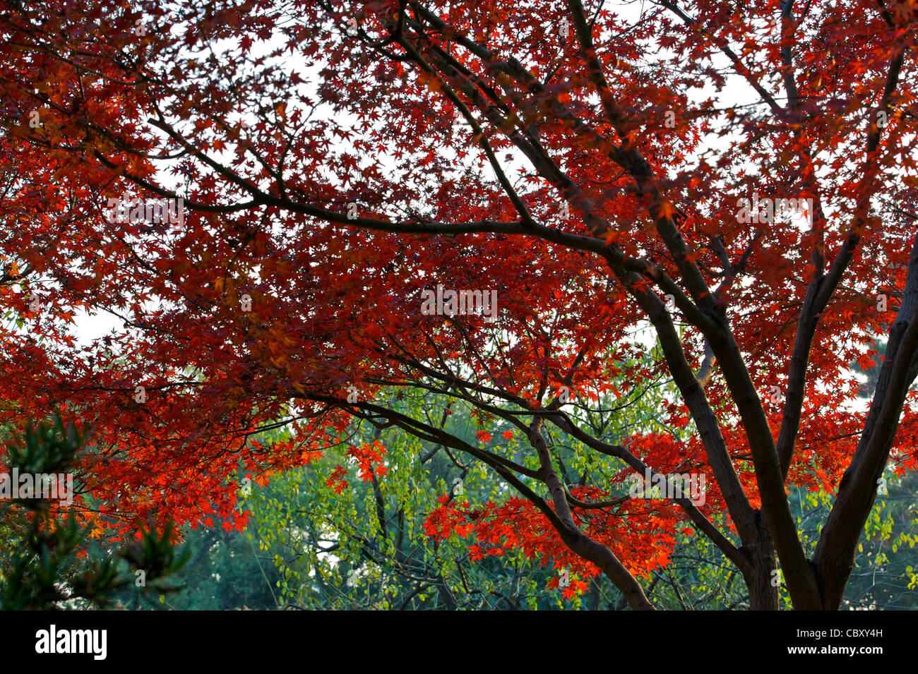 Red Maple Leaves Stock Photo - Alamy