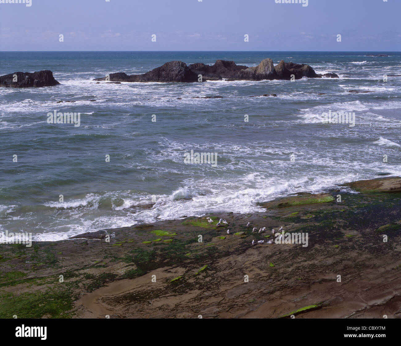 Seagulls and Seal Rocks, Seal Rocks State Wayside, central coast ...
