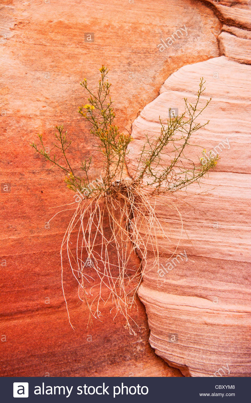 Growing In Sandstone High Resolution Stock Photography and Images - Alamy