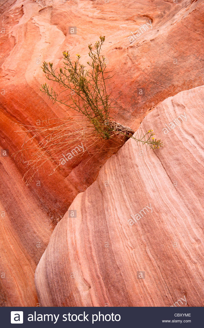 Growing In Sandstone High Resolution Stock Photography and Images - Alamy