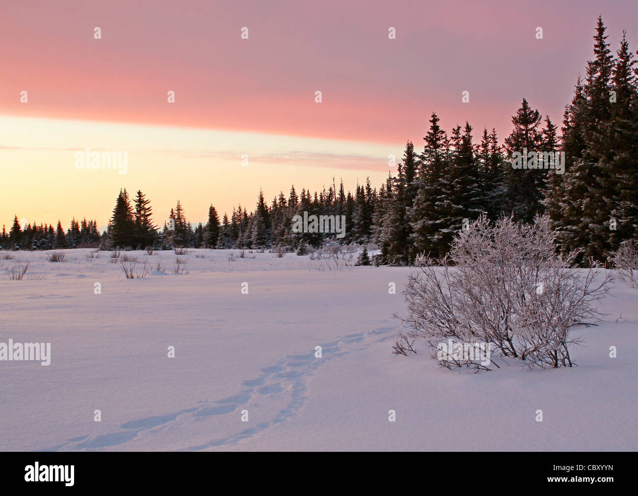 Snowshoe tracks following lynx tracks in the snow in the pink glow of ...