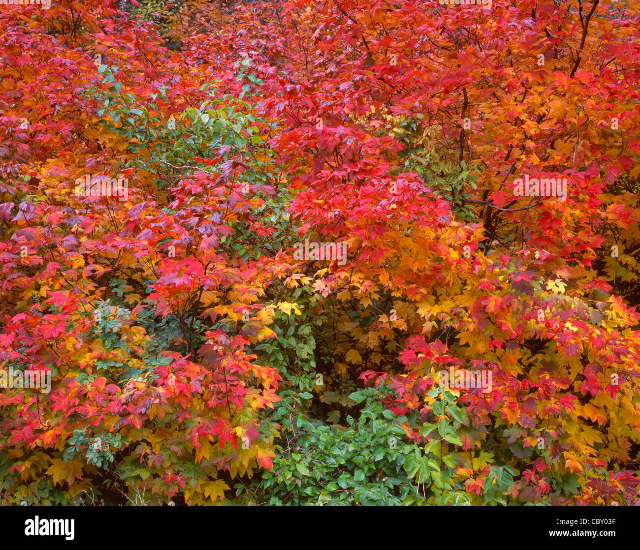 Fall color of vine maple, (Acer circinatum), Tumwater Canyon, Wenatchee ...