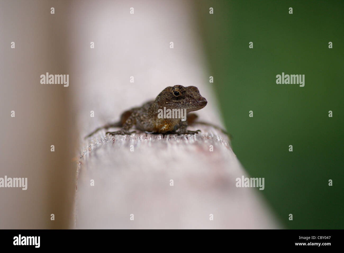 Sphenodonts hi-res stock photography and images - Alamy