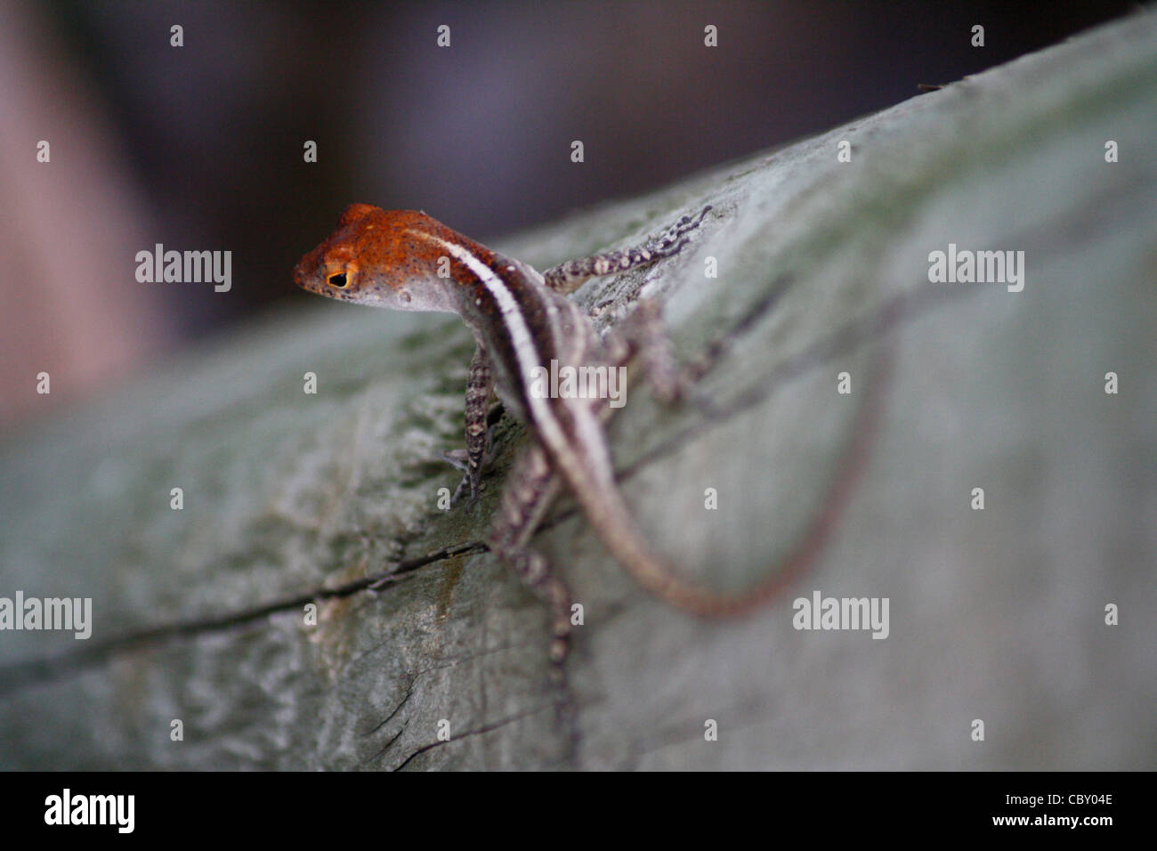 A small lizard in near Maria La Gorda, Cuba Stock Photo - Alamy
