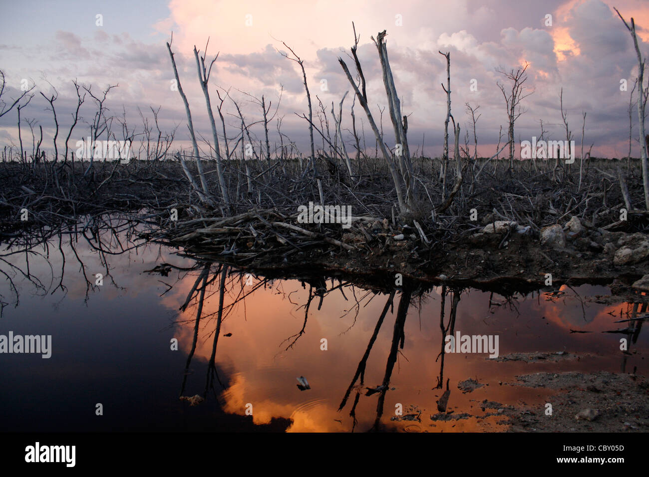 Burnt out forest hi-res stock photography and images - Alamy