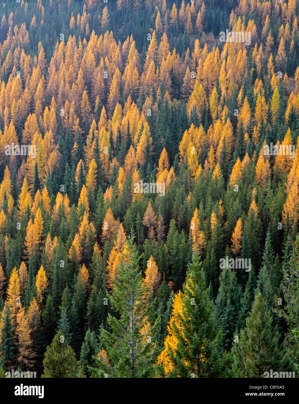 Fall-colored western larch in mixed coniferous forest, near Sherman ...