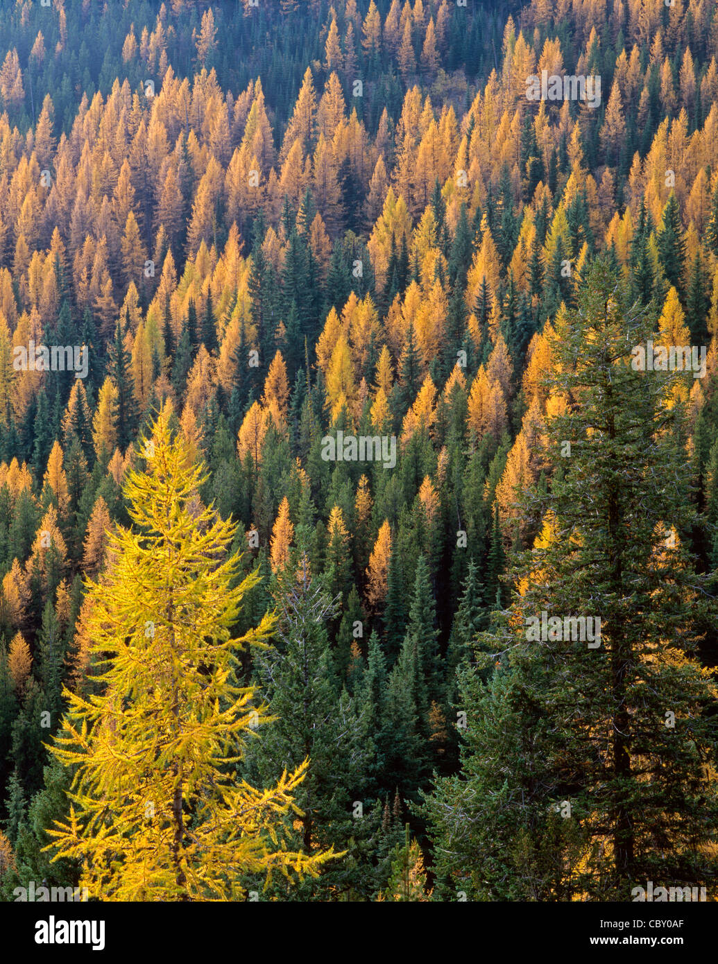 Fall-colored western larch in mixed coniferous forest, near Sherman ...