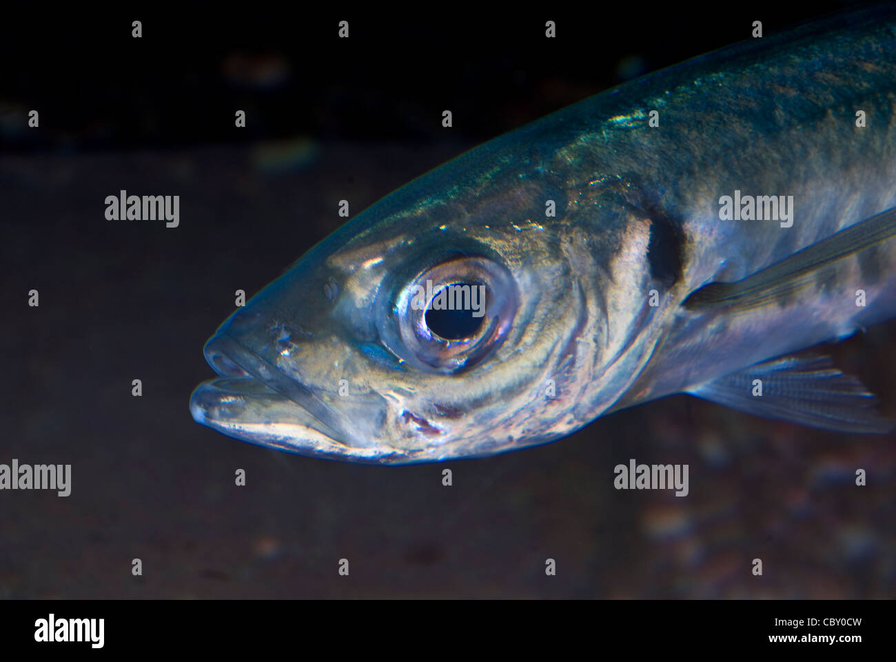 Mediterranean horse mackerel Trachurus mediterraneus, Carangidae ...