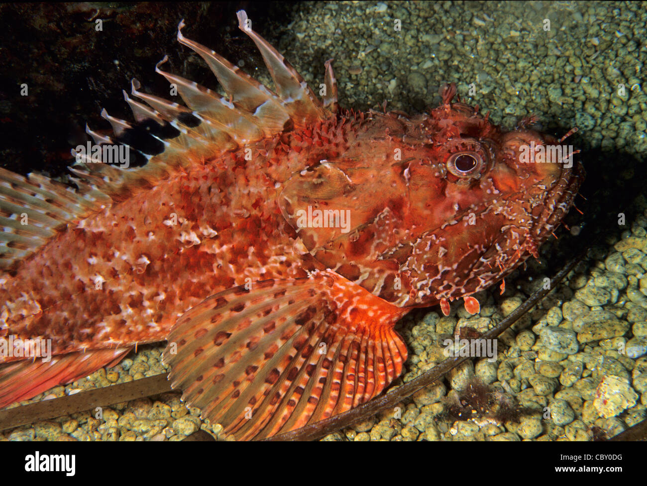 Large scaled scorpion fish hi-res stock photography and images - Alamy