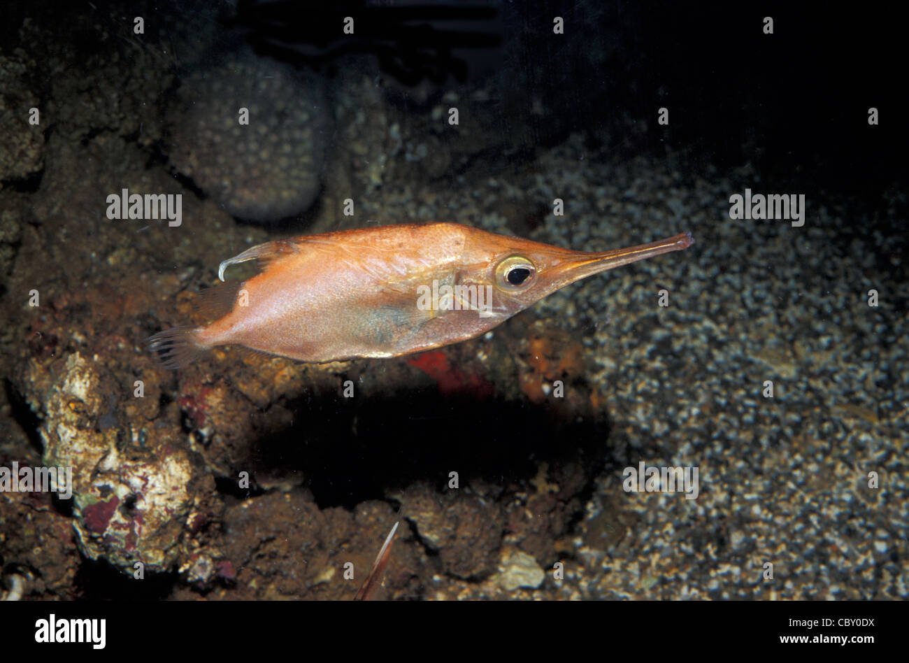 Longspine snipefish or common bellowsfish hi-res stock photography and ...