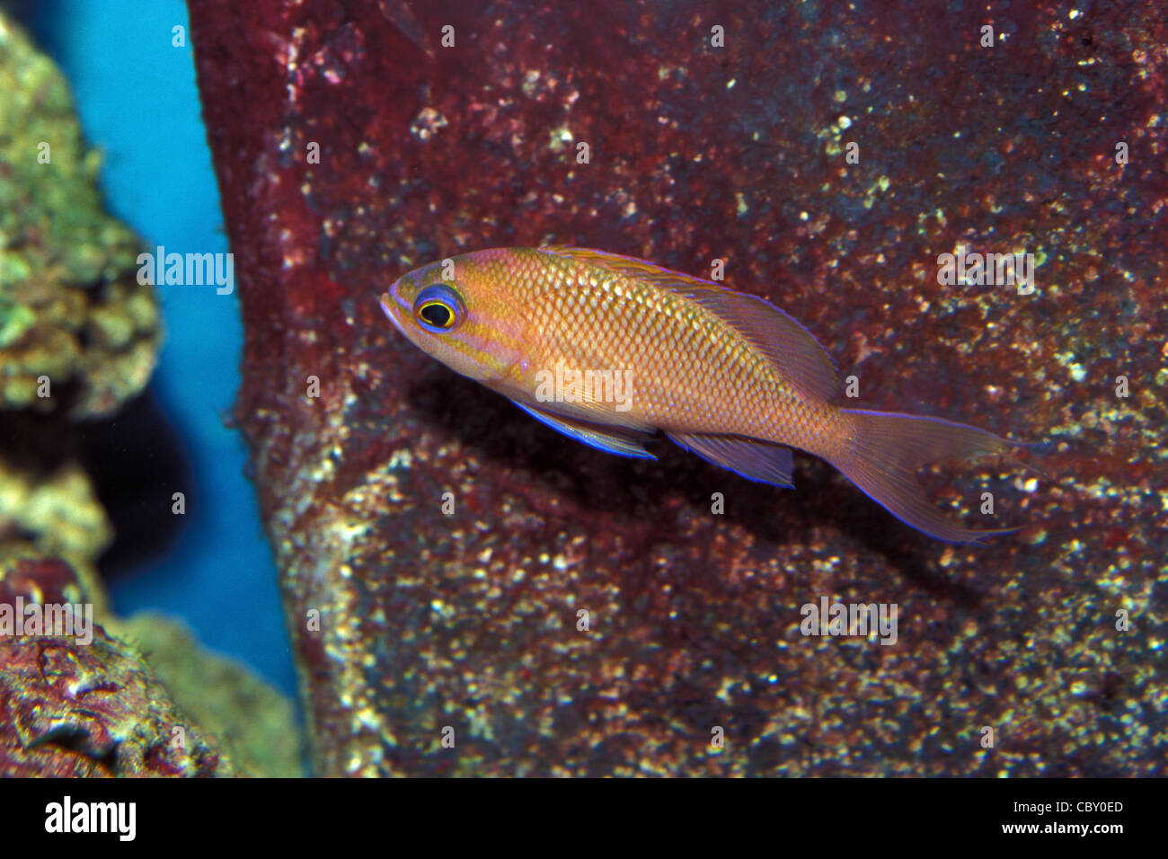 Mediterranean fairy basslet hi-res stock photography and images - Alamy