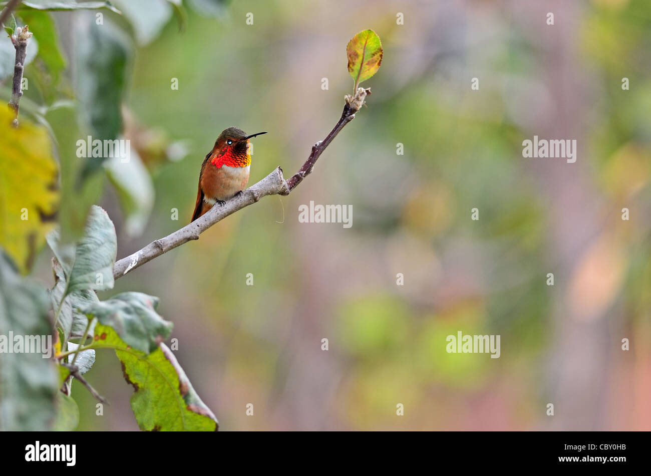 Hummingbird on tree in California Stock Photo - Alamy