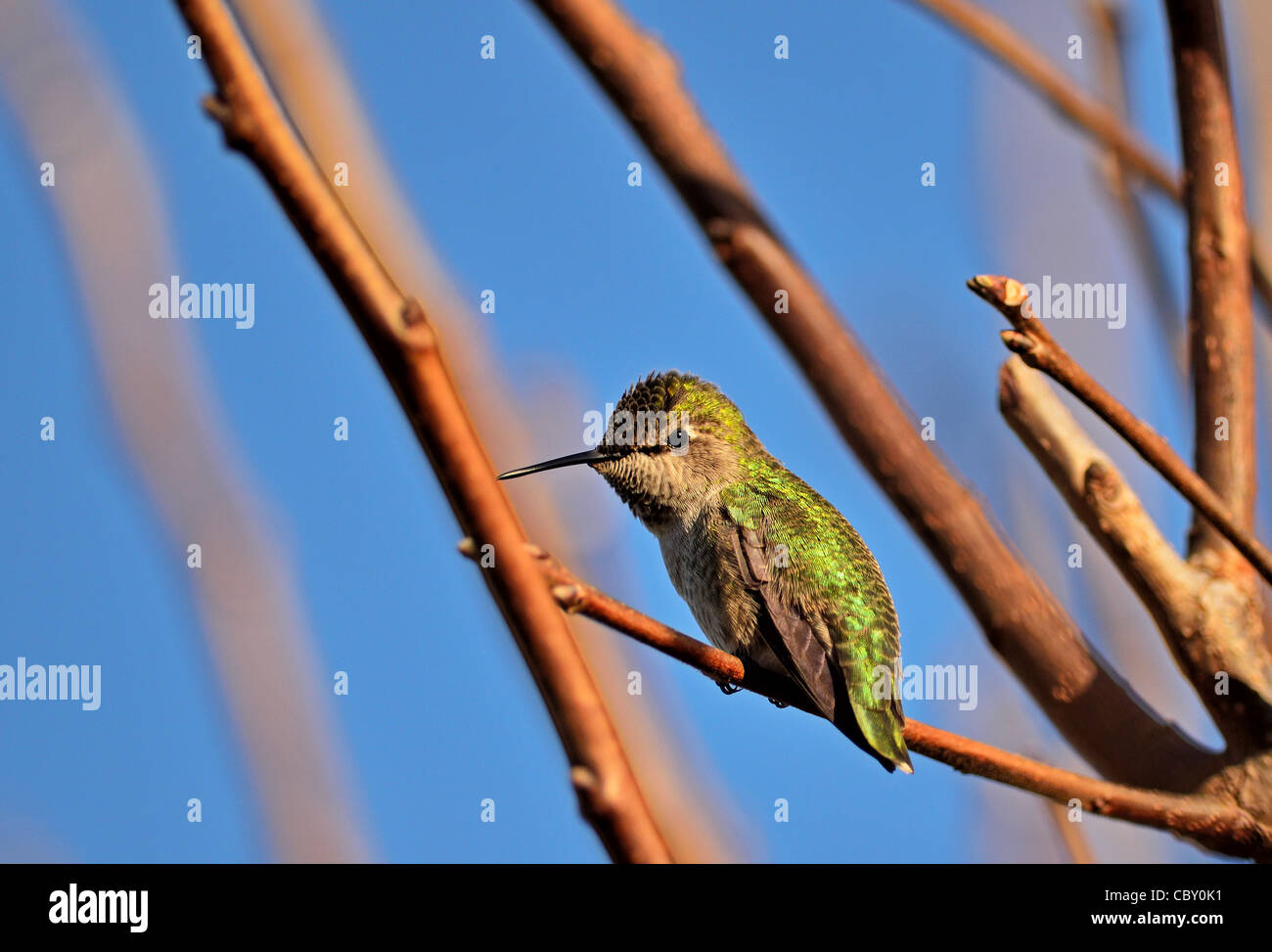Hummingbird sitting on tree branch hi-res stock photography and images ...