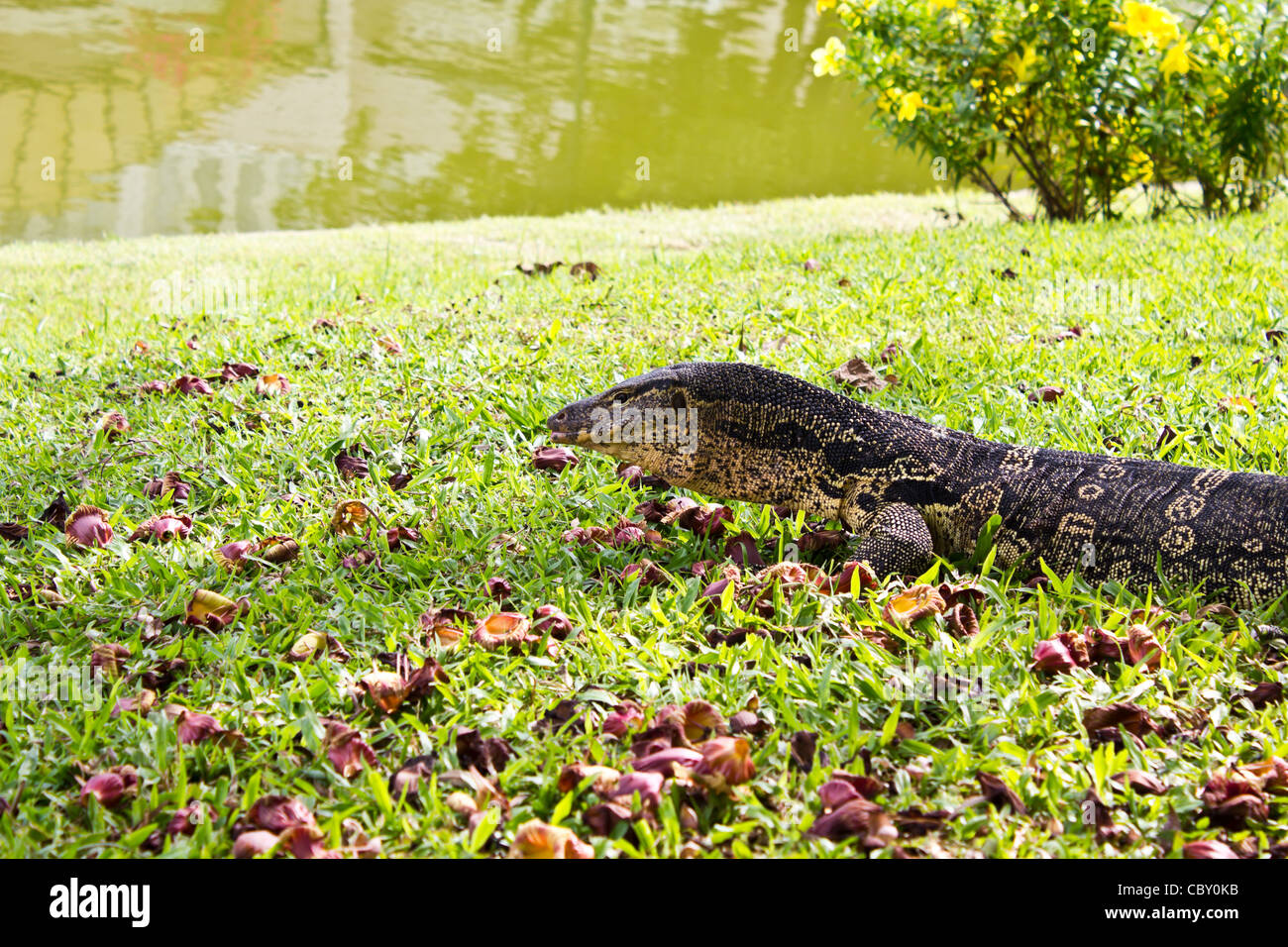 portrait of a banded monitor lizard (varanus salvator Stock Photo - Alamy
