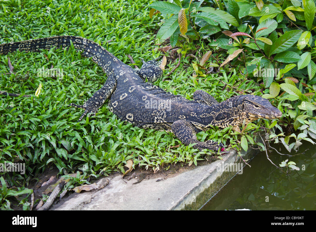portrait of a banded monitor lizard (varanus salvator Stock Photo - Alamy