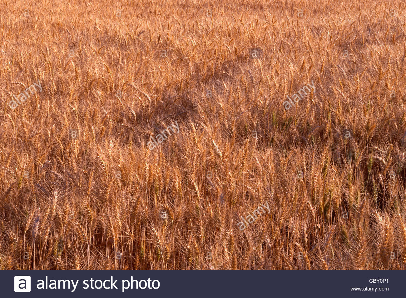 Sheath Of Wheat Stock Photos & Sheath Of Wheat Stock Images - Alamy
