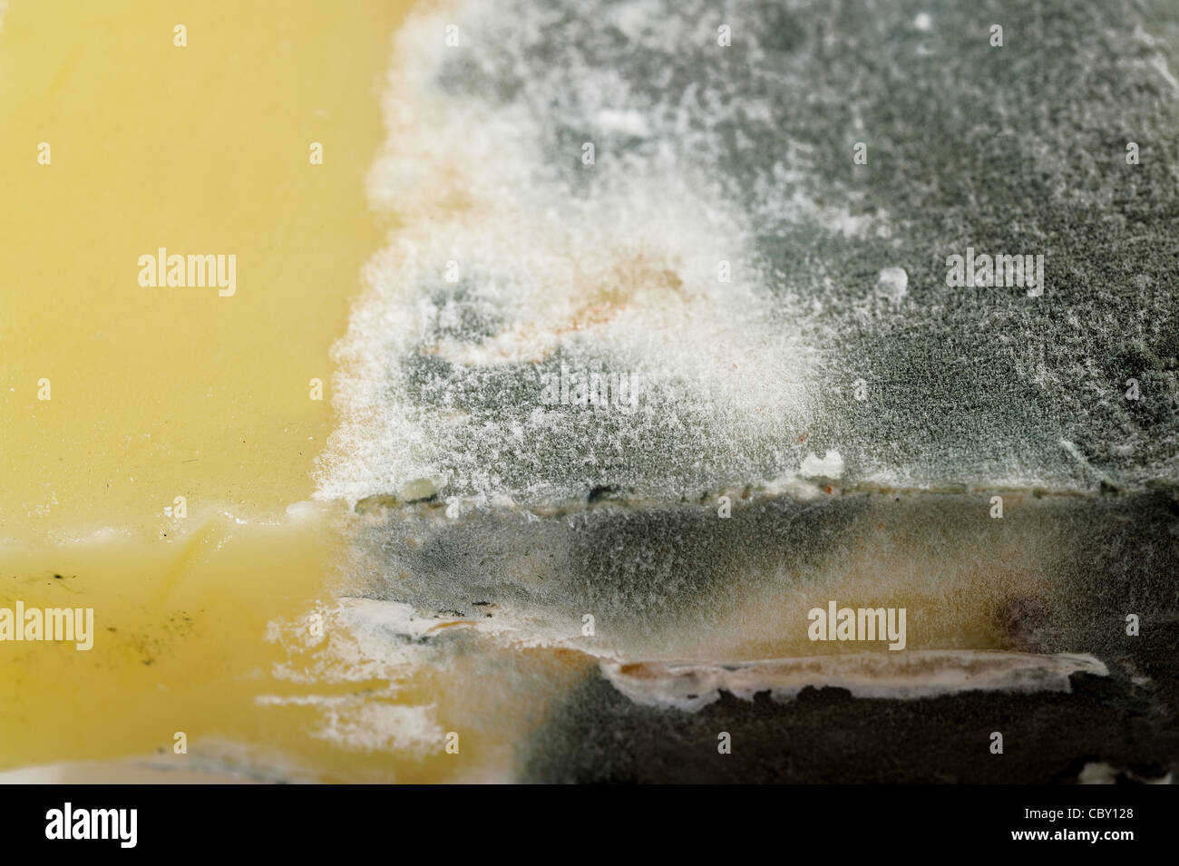 Rotten cheese hi-res stock photography and images - Alamy