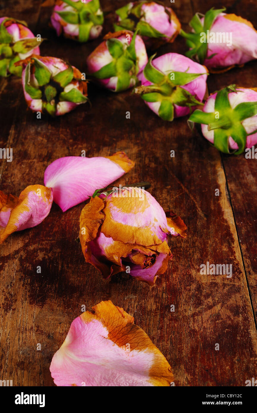 Withered rose blossom hi-res stock photography and images - Alamy