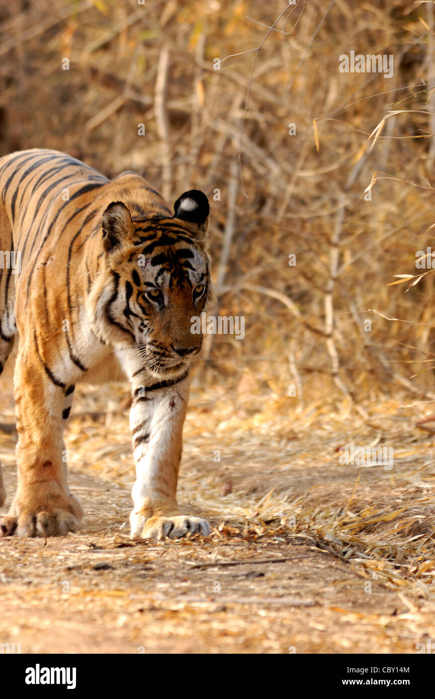 B2 the tiger, Bandhavgarh National Park, India Stock Photo - Alamy