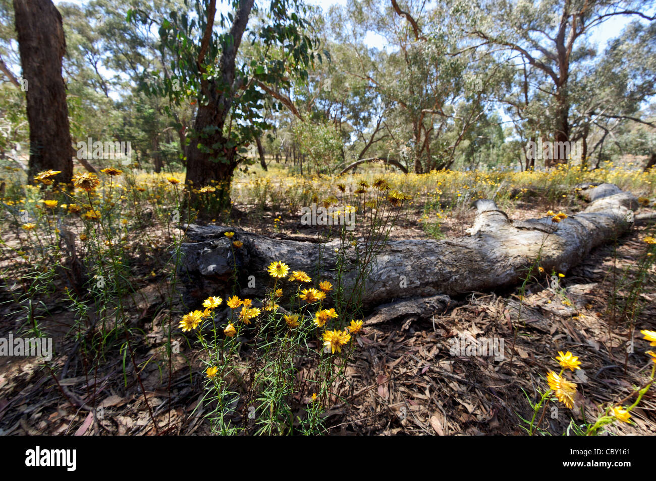 Flowers bloom across the Australian landscape in spring Stock Photo - Alamy